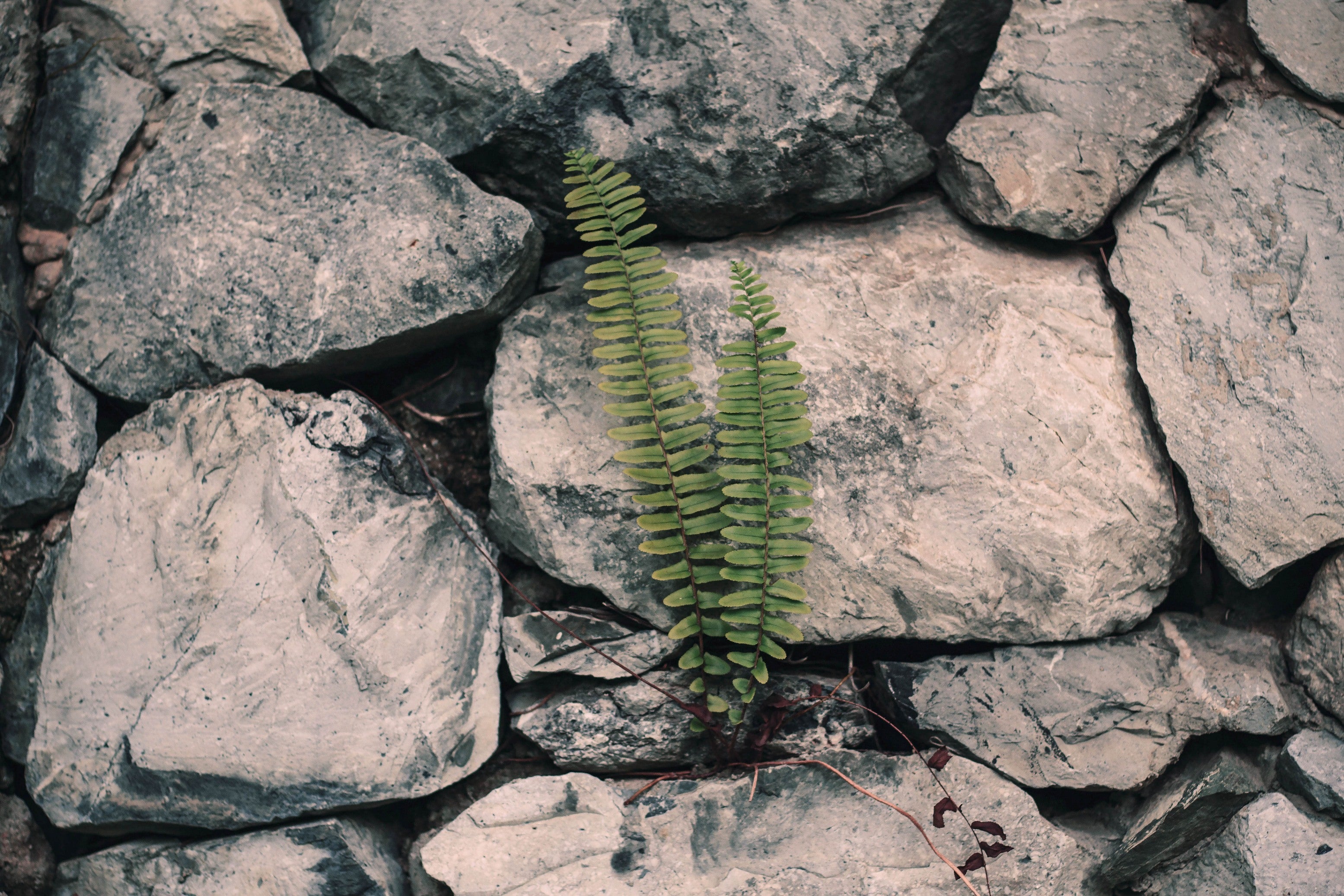 Curated Essentials – OASIS Longevity